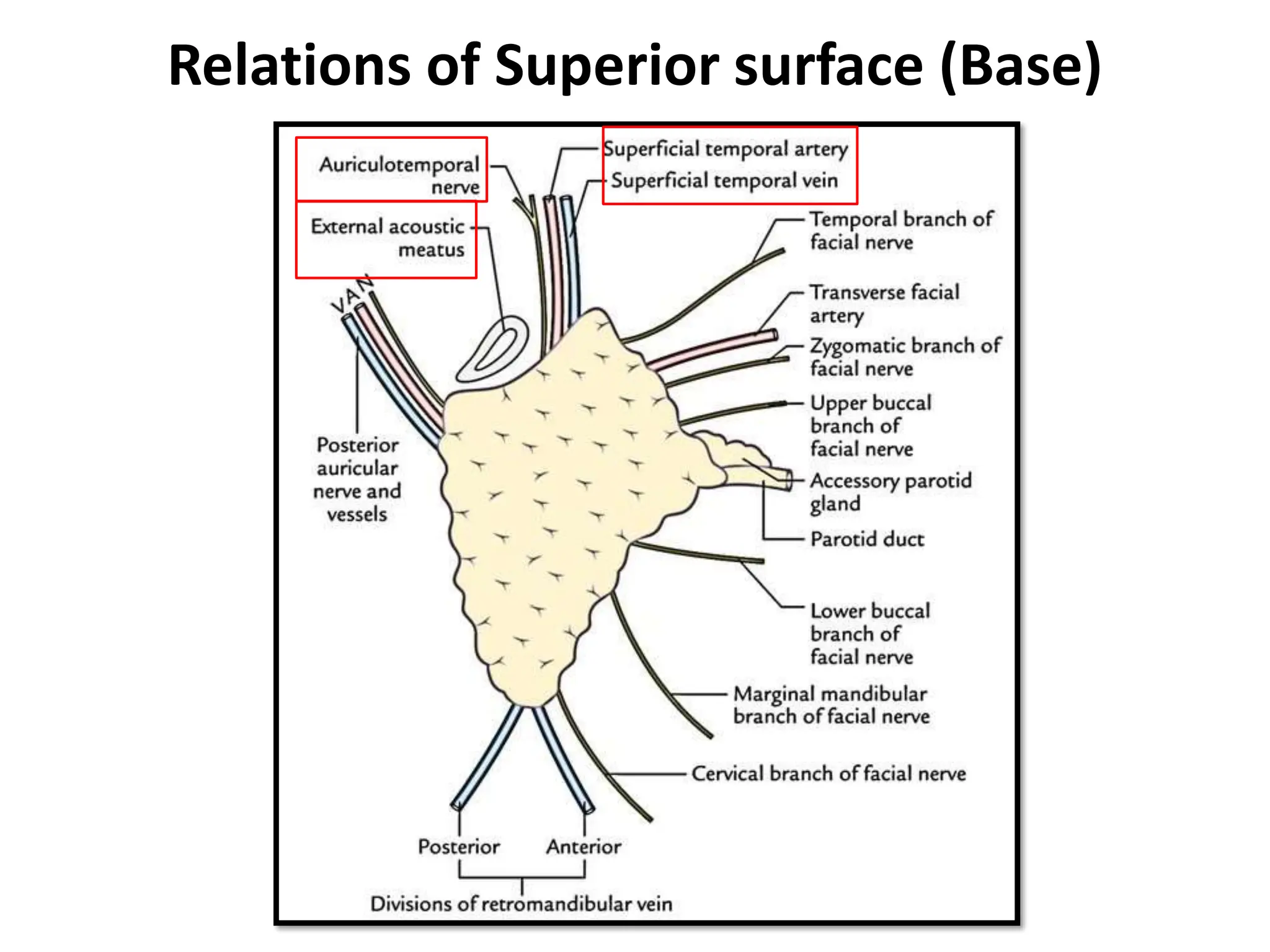 Gross anatomy of parotid region 1st bds | PPT