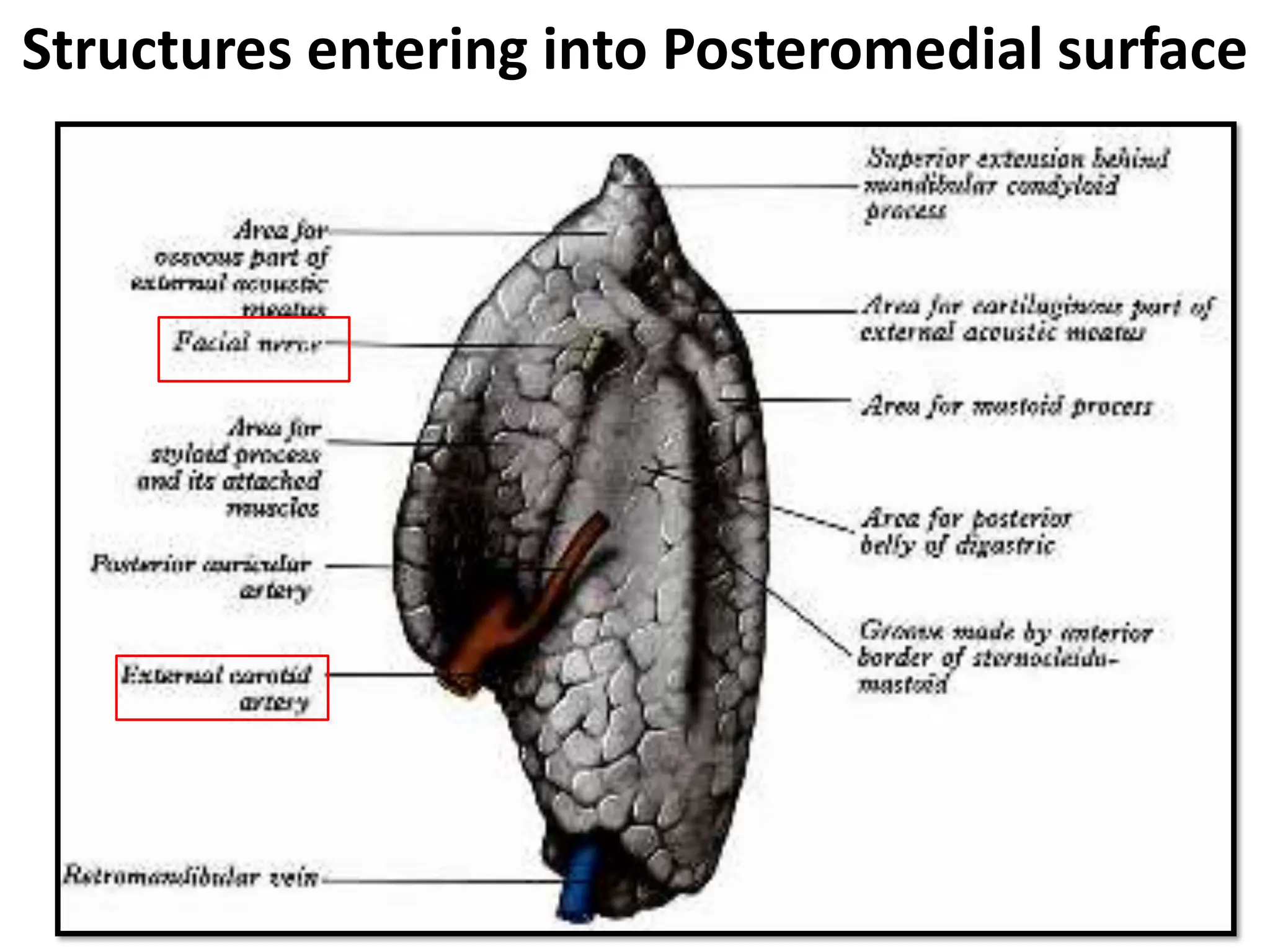 Gross anatomy of parotid region 1st bds | PDF