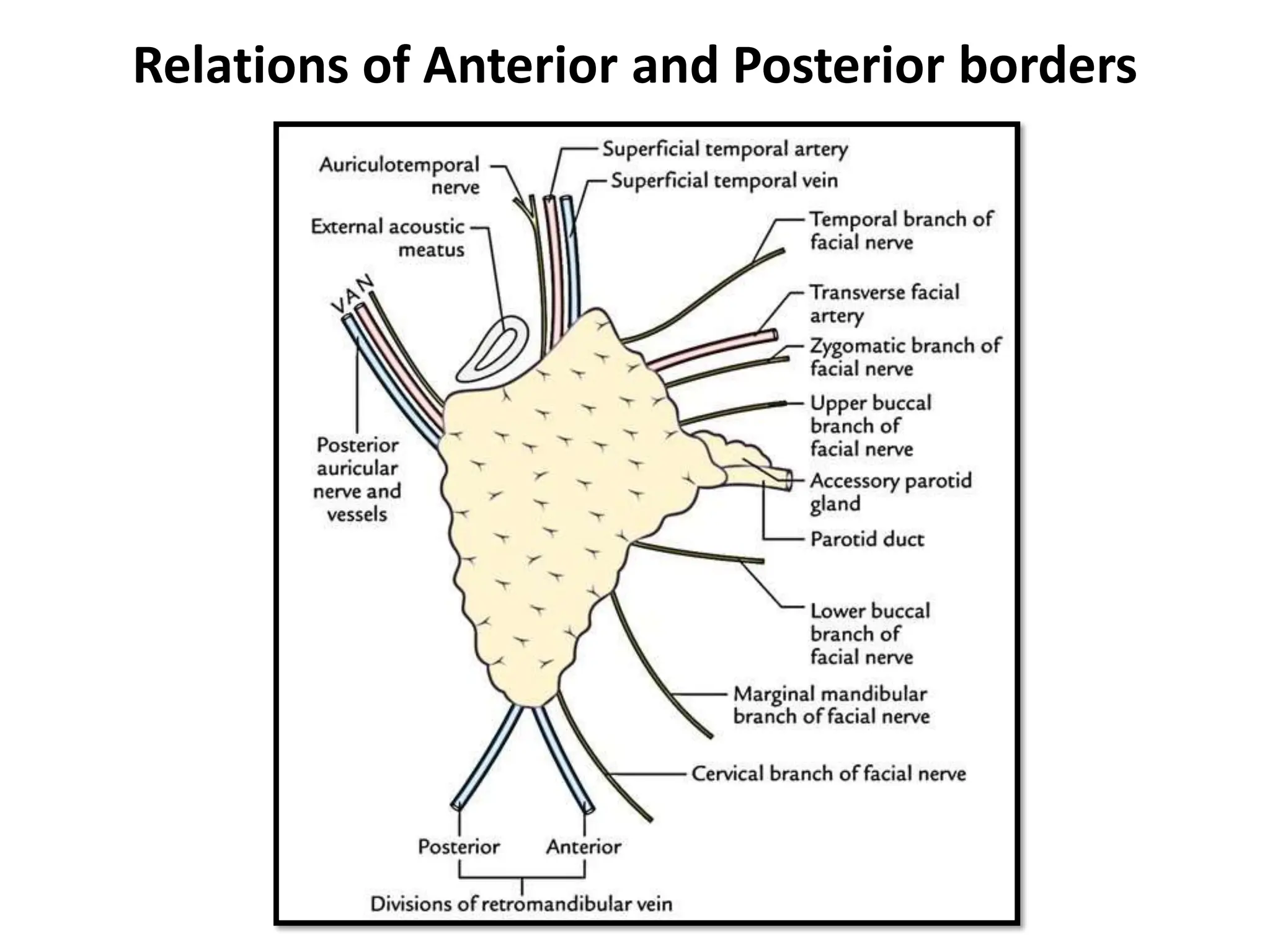 Gross anatomy of parotid region 1st bds | PDF