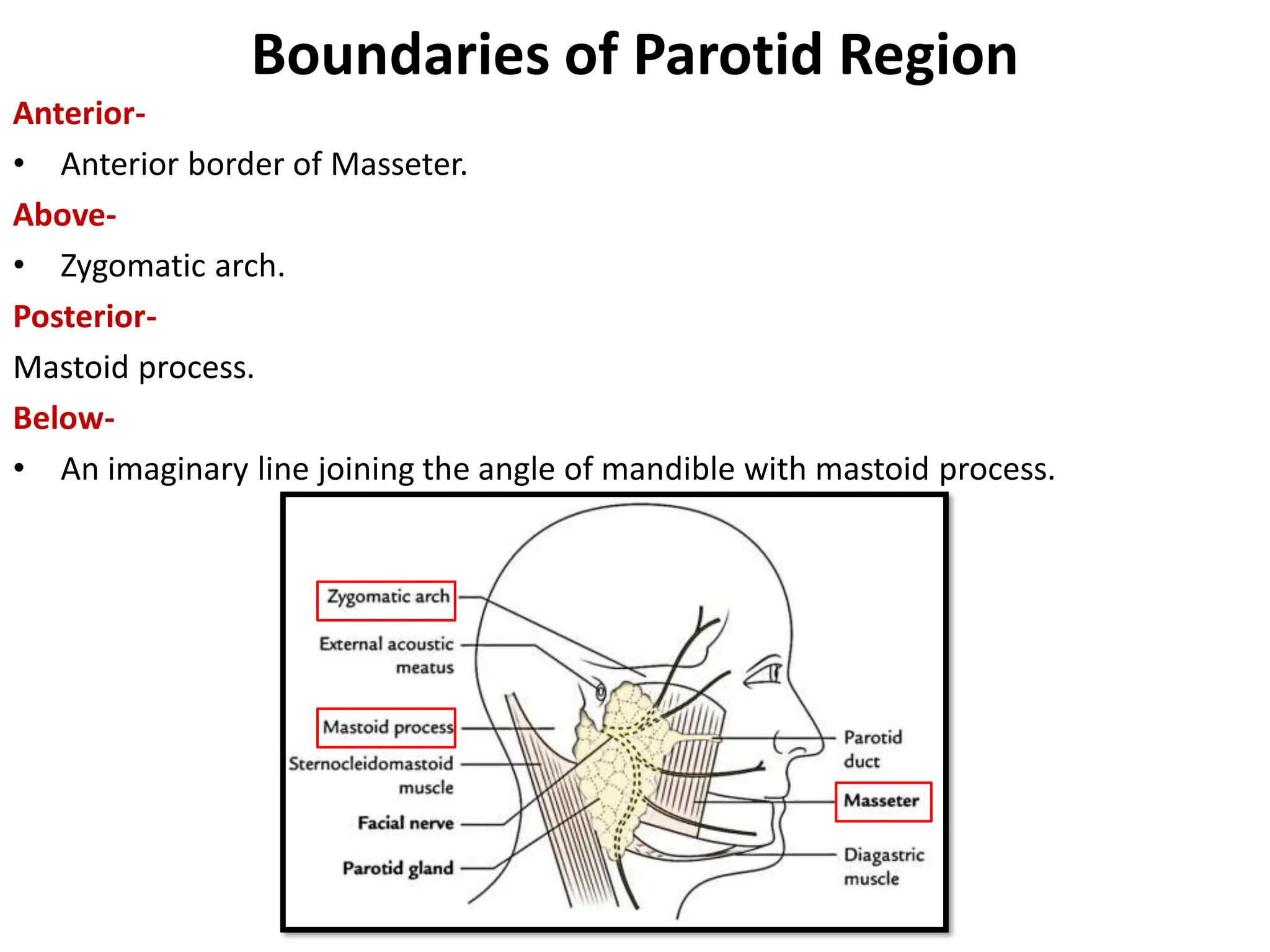 Gross anatomy of parotid region 1st bds | PDF