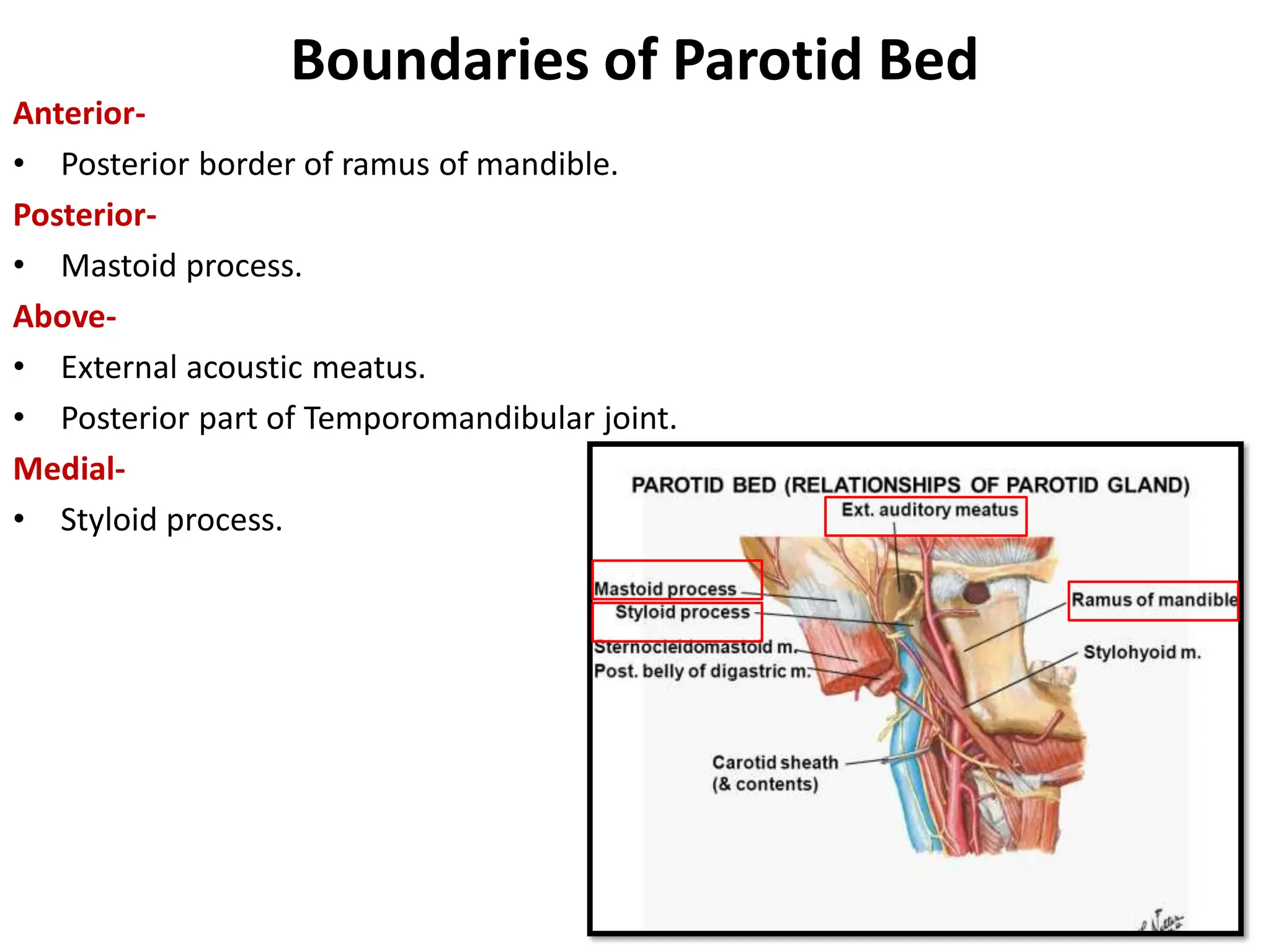 Gross anatomy of parotid region 1st bds | PDF