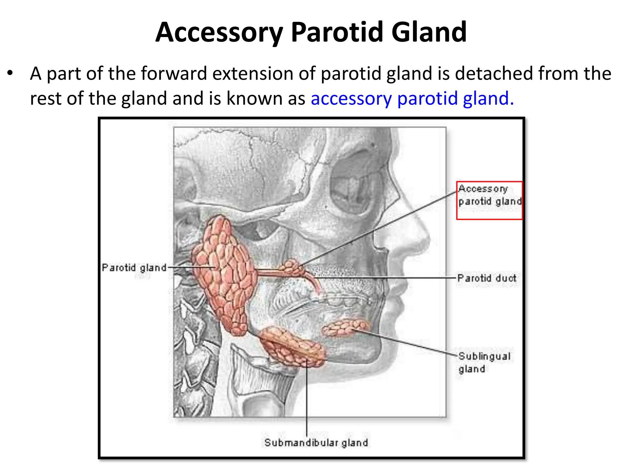 Gross anatomy of parotid region 1st bds | PDF