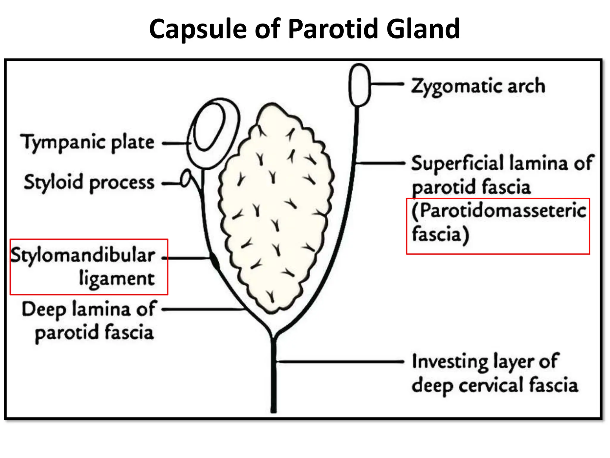 Gross anatomy of parotid region 1st bds | PDF