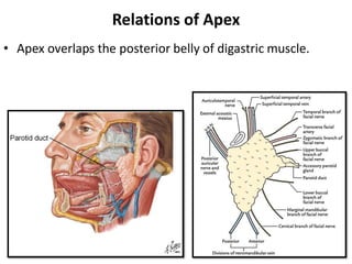 Gross anatomy of parotid region 1st bds | PDF