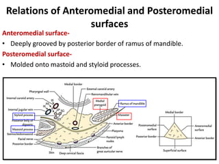 Gross anatomy of parotid region 1st bds | PPT