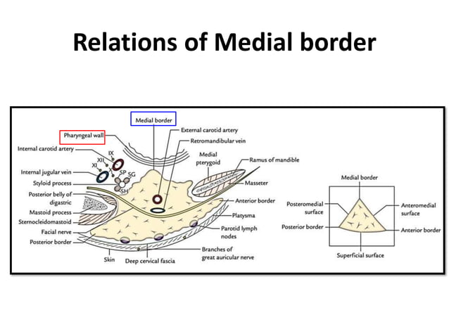 Gross anatomy of parotid region 1st bds | PPT