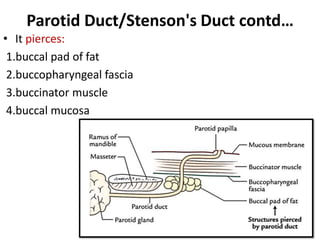 Gross anatomy of parotid region 1st bds | PPT