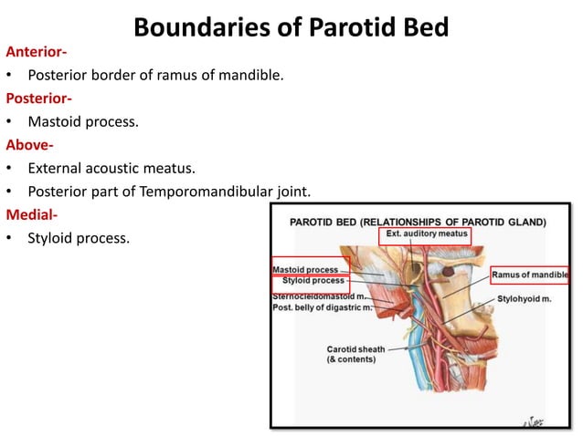 Gross anatomy of parotid region 1st bds | PPT