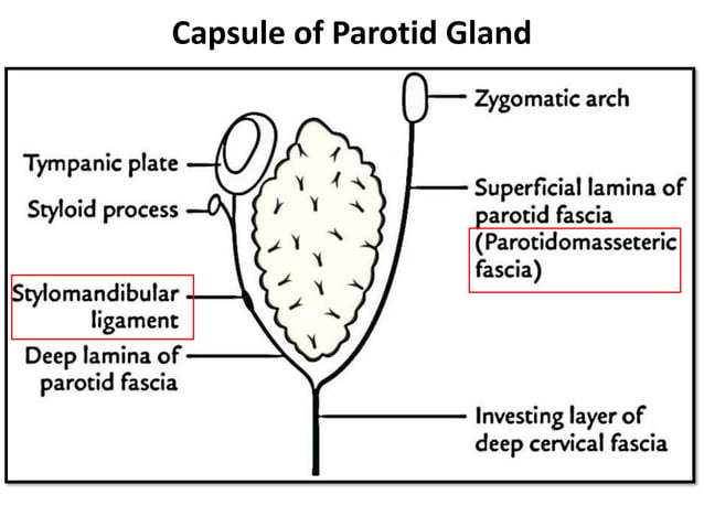 Gross anatomy of parotid region 1st bds | PPT
