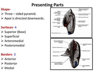 Gross anatomy of parotid region 1st bds | PDF