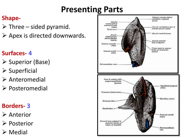 Gross anatomy of parotid region 1st bds | PPT