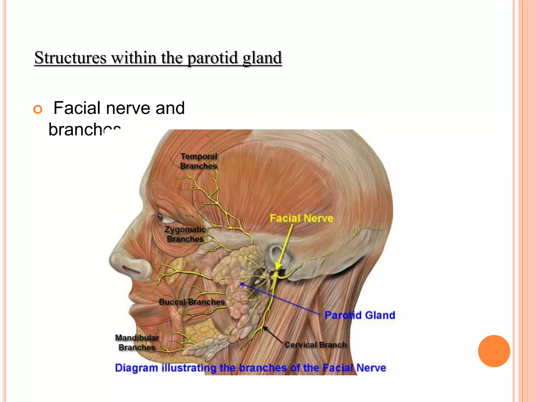 Parotidectomy | PPTX