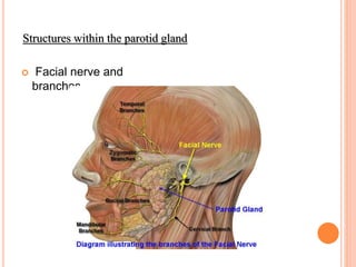 Parotidectomy | PPTX