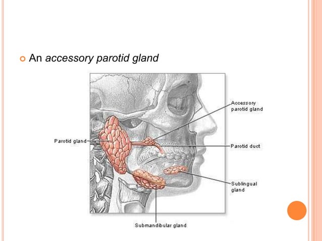 Parotidectomy | PPTX | Ear, Nose and Throat Conditions | Diseases and ...