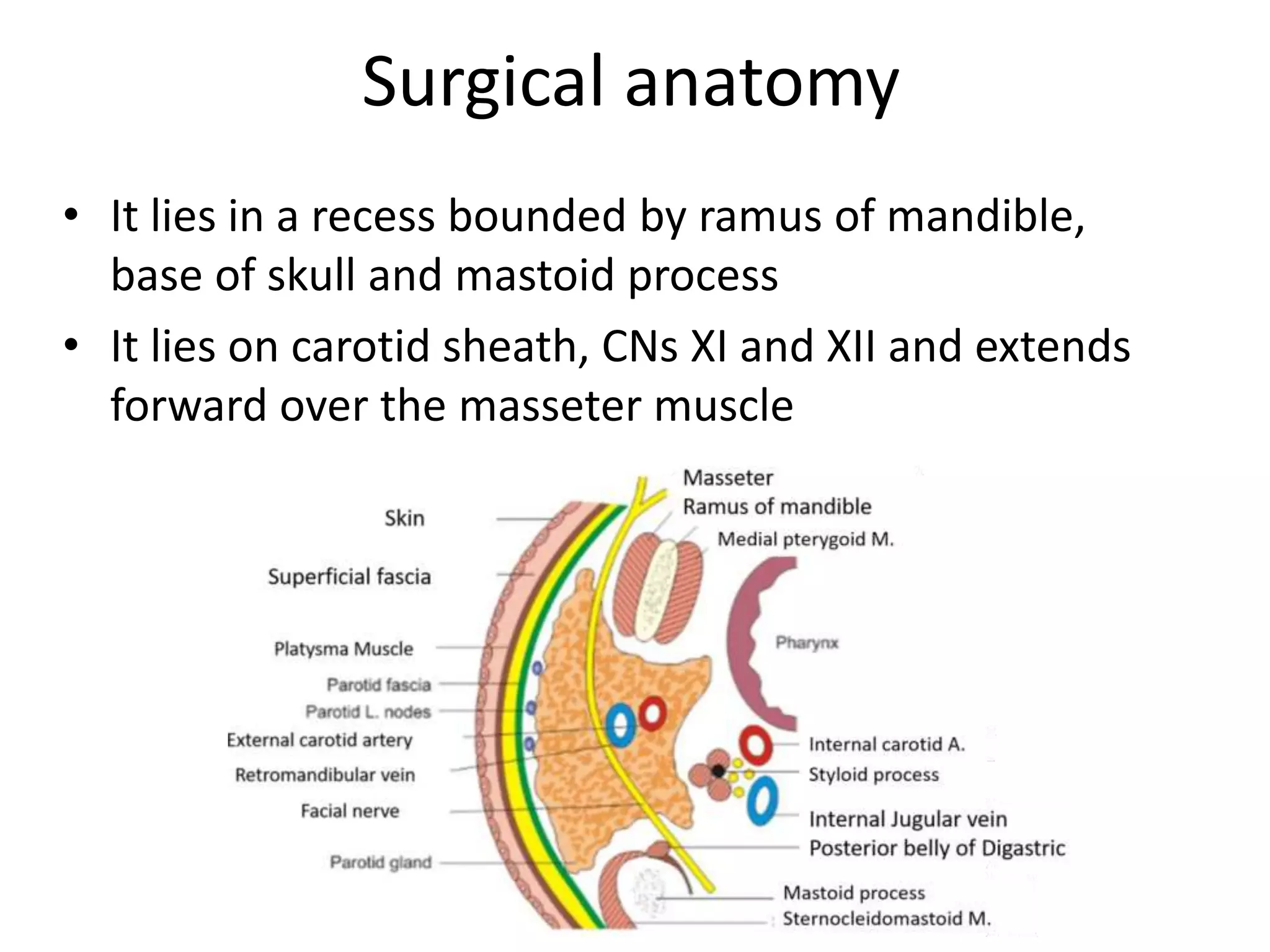 Parotidectomy : Operative Technique | PPTX