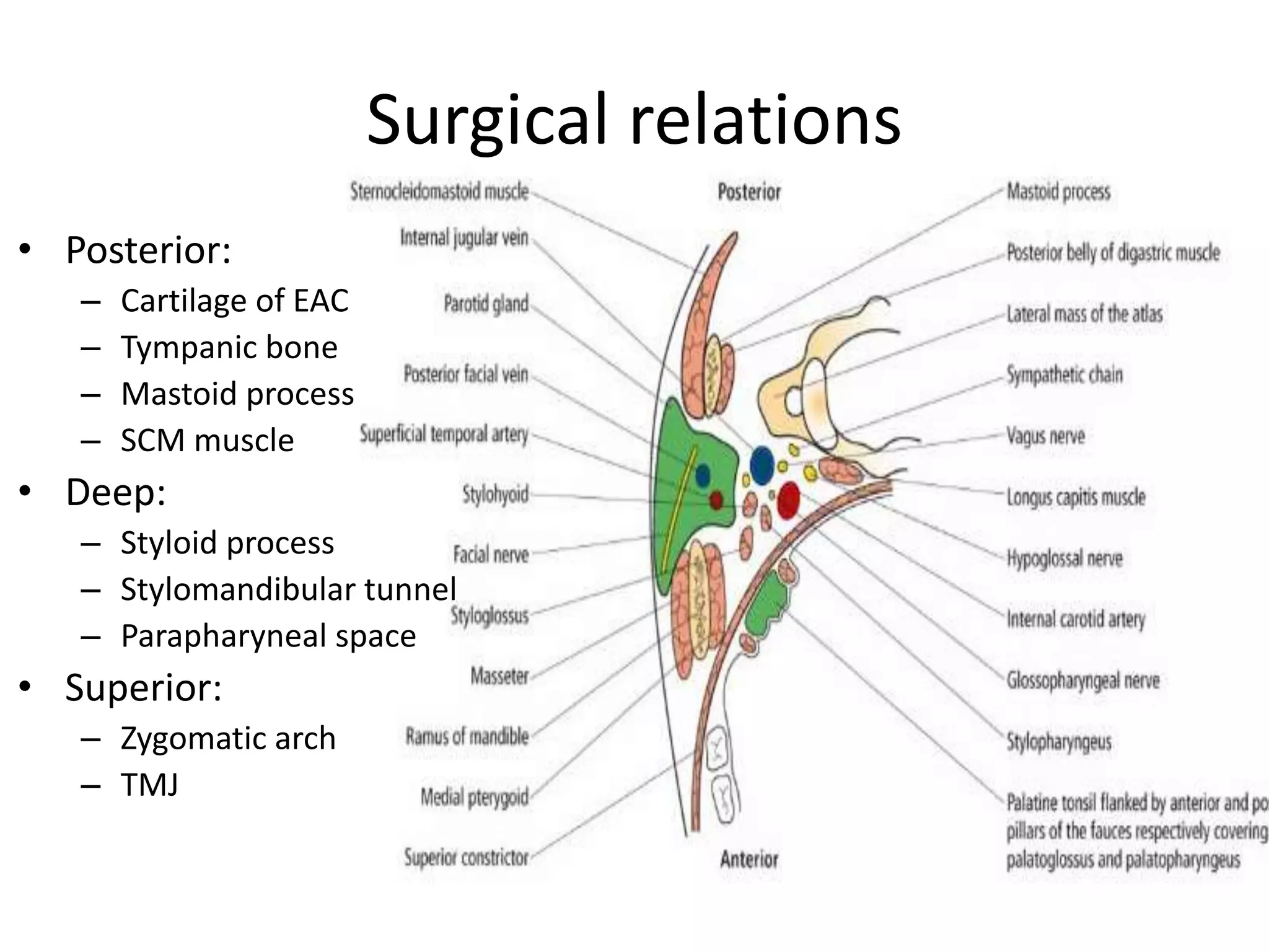 Parotidectomy : Operative Technique | PPTX