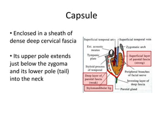 Parotidectomy : Operative Technique | PPTX