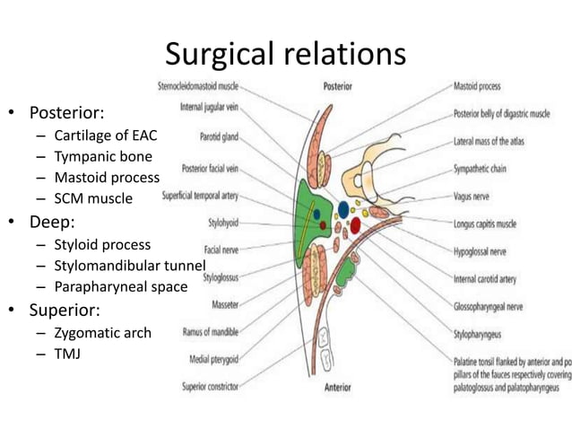 Parotidectomy : Operative Technique | PPT