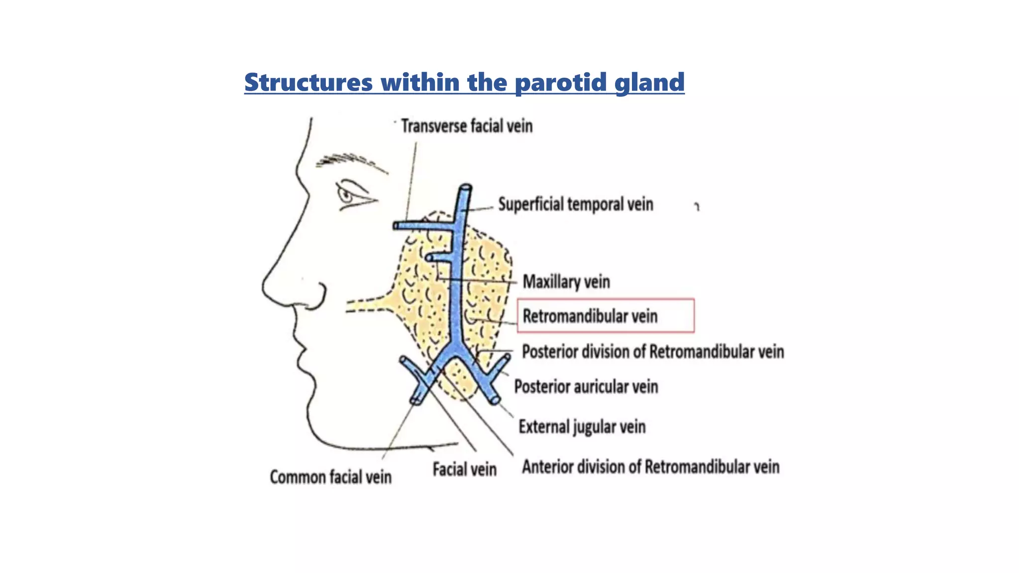 Anatomy of Parotid gland.pptx