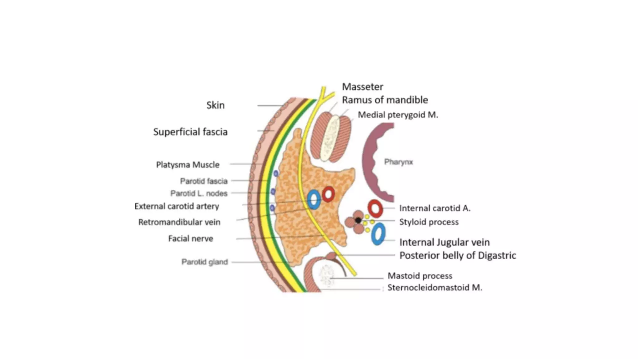 Anatomy of Parotid gland.pptx