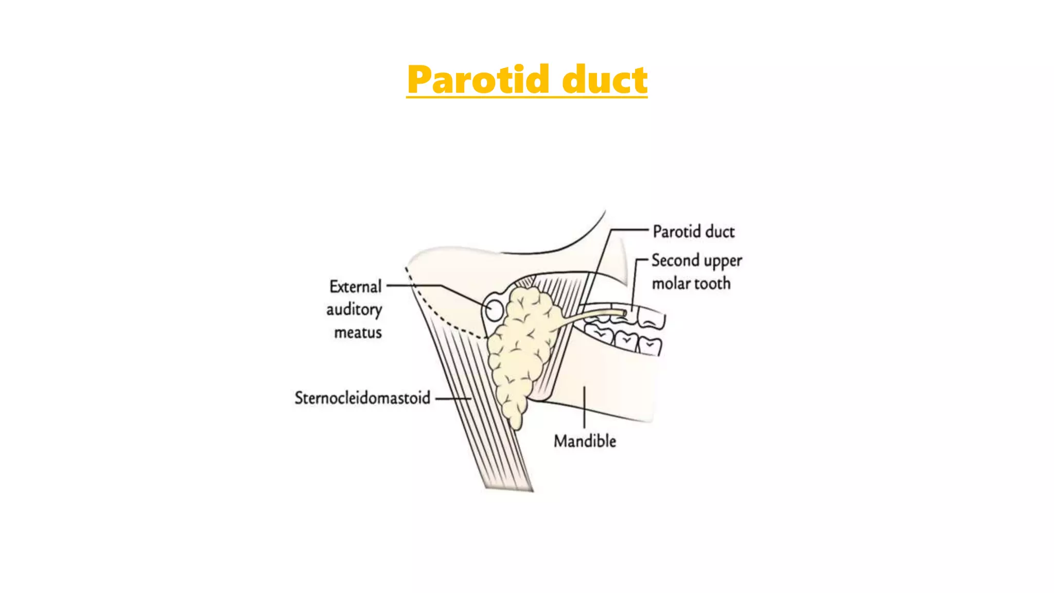 Anatomy of Parotid gland.pptx