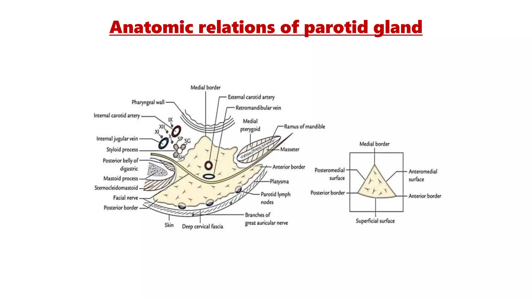 Anatomy of Parotid gland.pptx