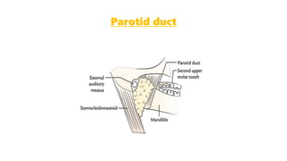 Anatomy of Parotid gland.pptx