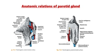Anatomy of Parotid gland.pptx