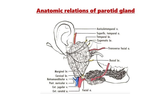 Anatomy of Parotid gland.pptx