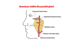 Anatomy of Parotid gland.pptx
