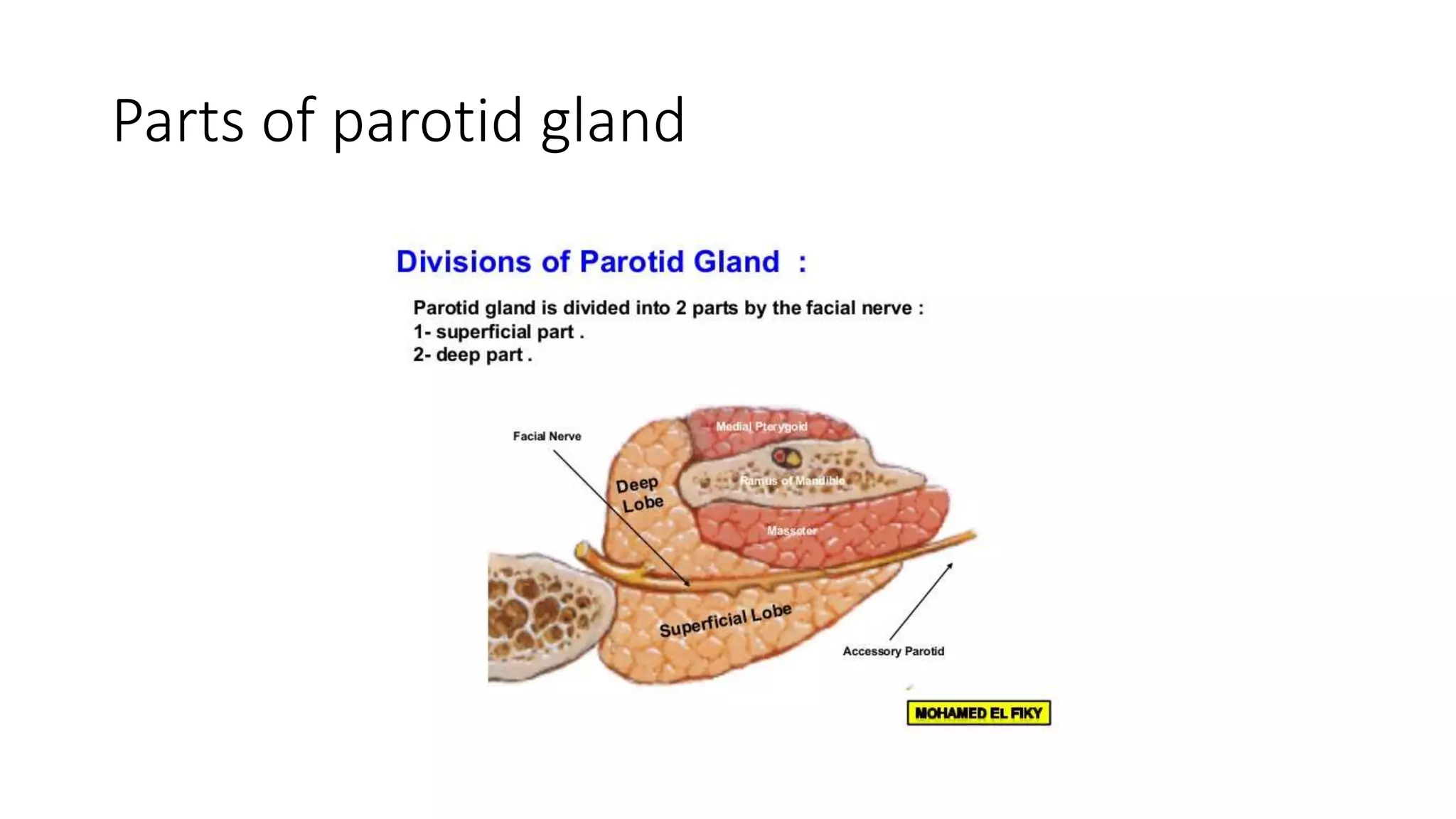Parotid gland | PPTX