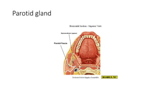 Parotid gland | PPTX