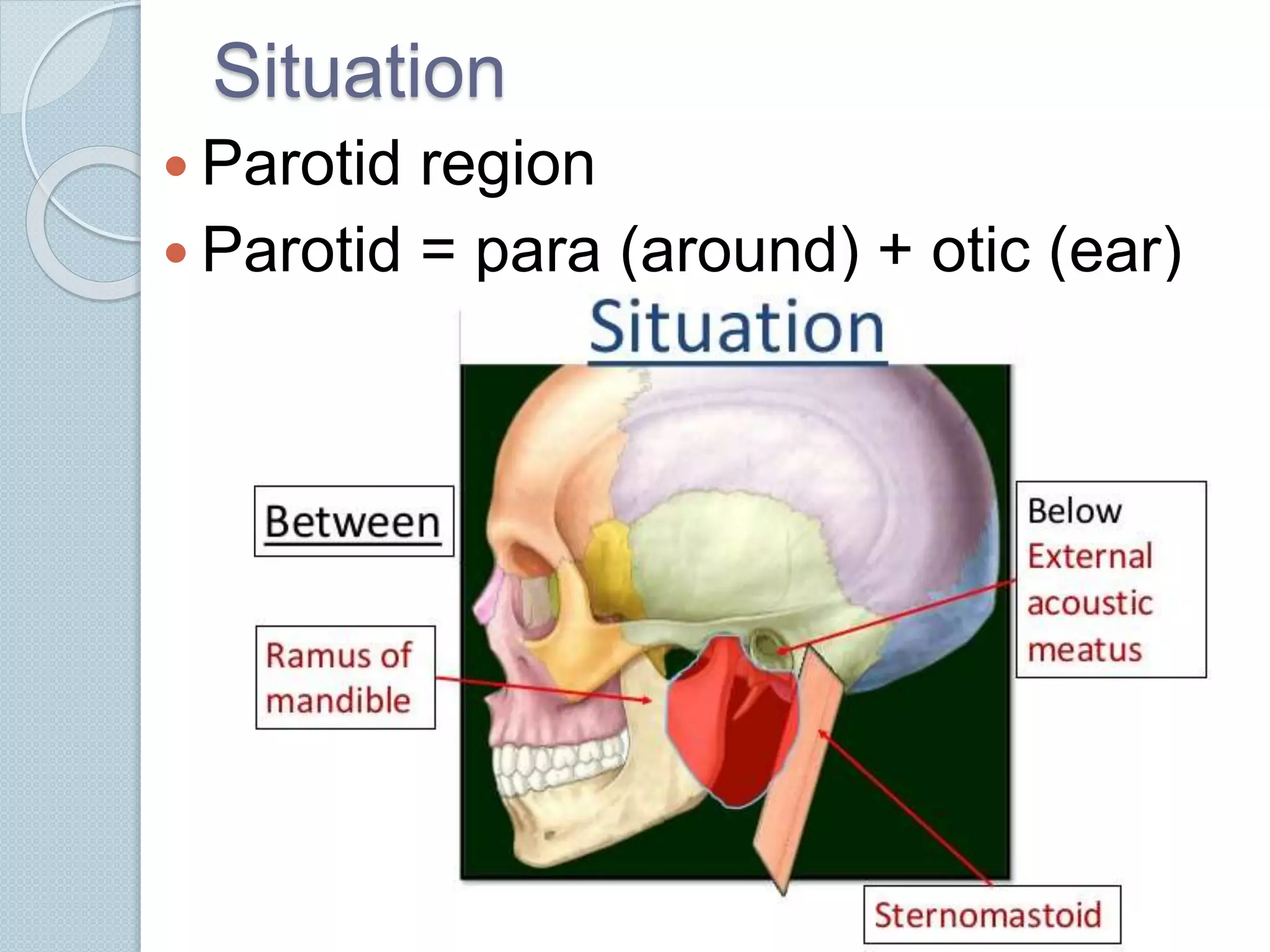 Parotid Gland | PPTX