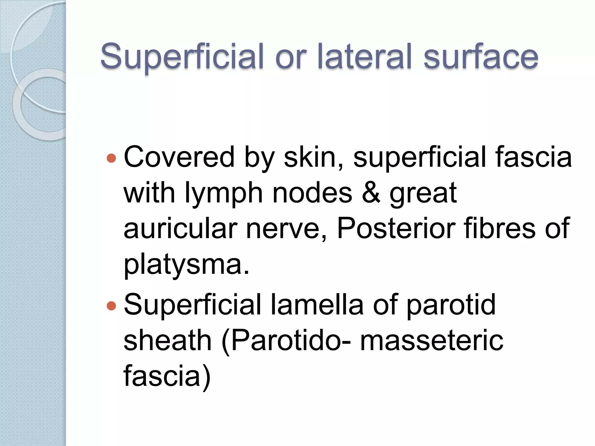 Parotid Gland | PPTX