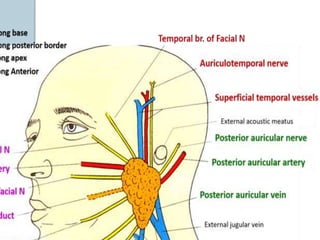 Auriculotemporal Nerve Parotid