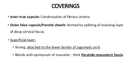 Parotid gland.pptx