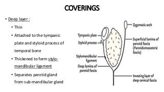 Parotid gland.pptx