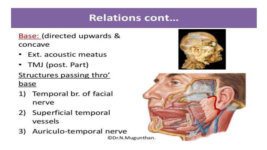 Parotid gland.pptx