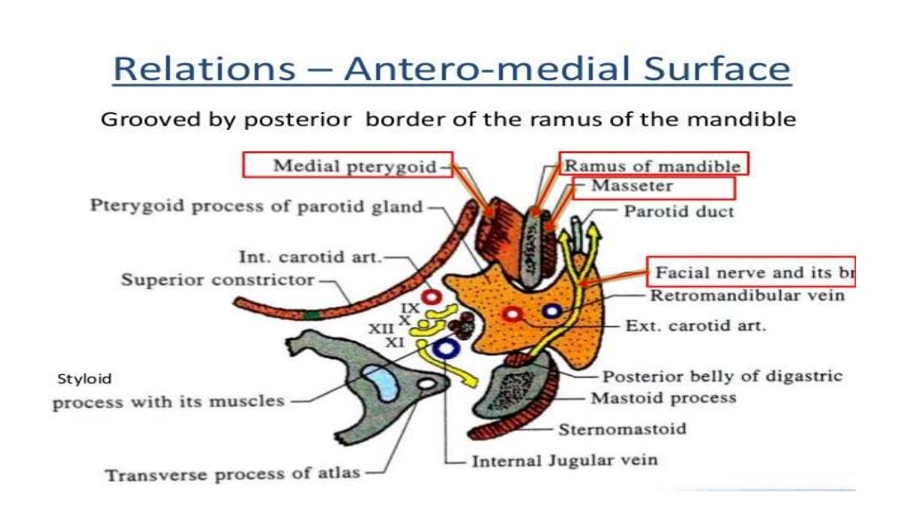 Parotid gland.pptx