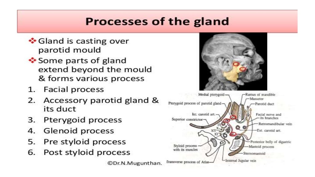 Parotid gland.pptx