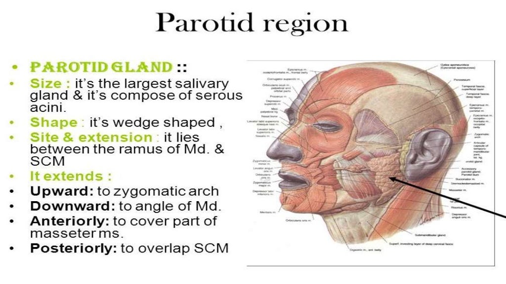 Parotid gland.pptx