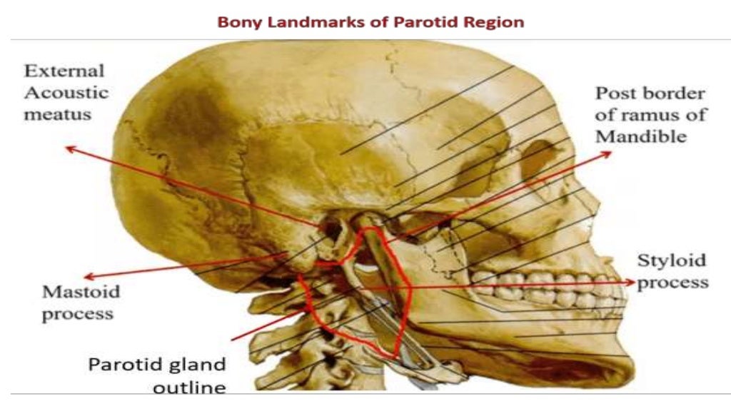 Parotid gland.pptx