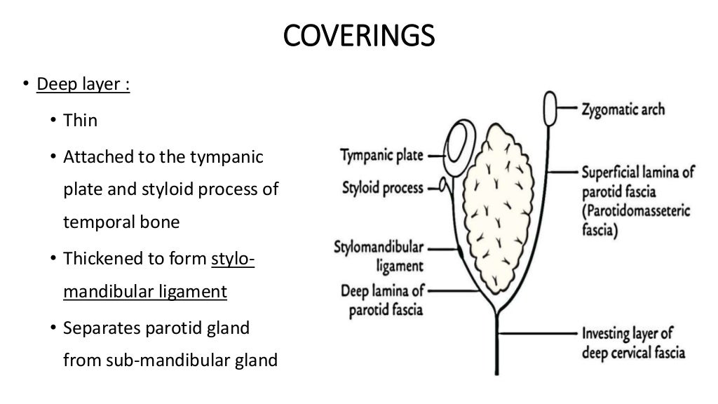 Parotid Glandpptx