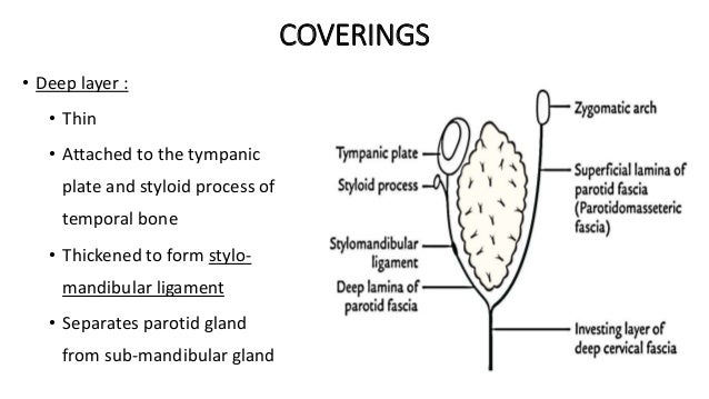 Parotid gland.pptx