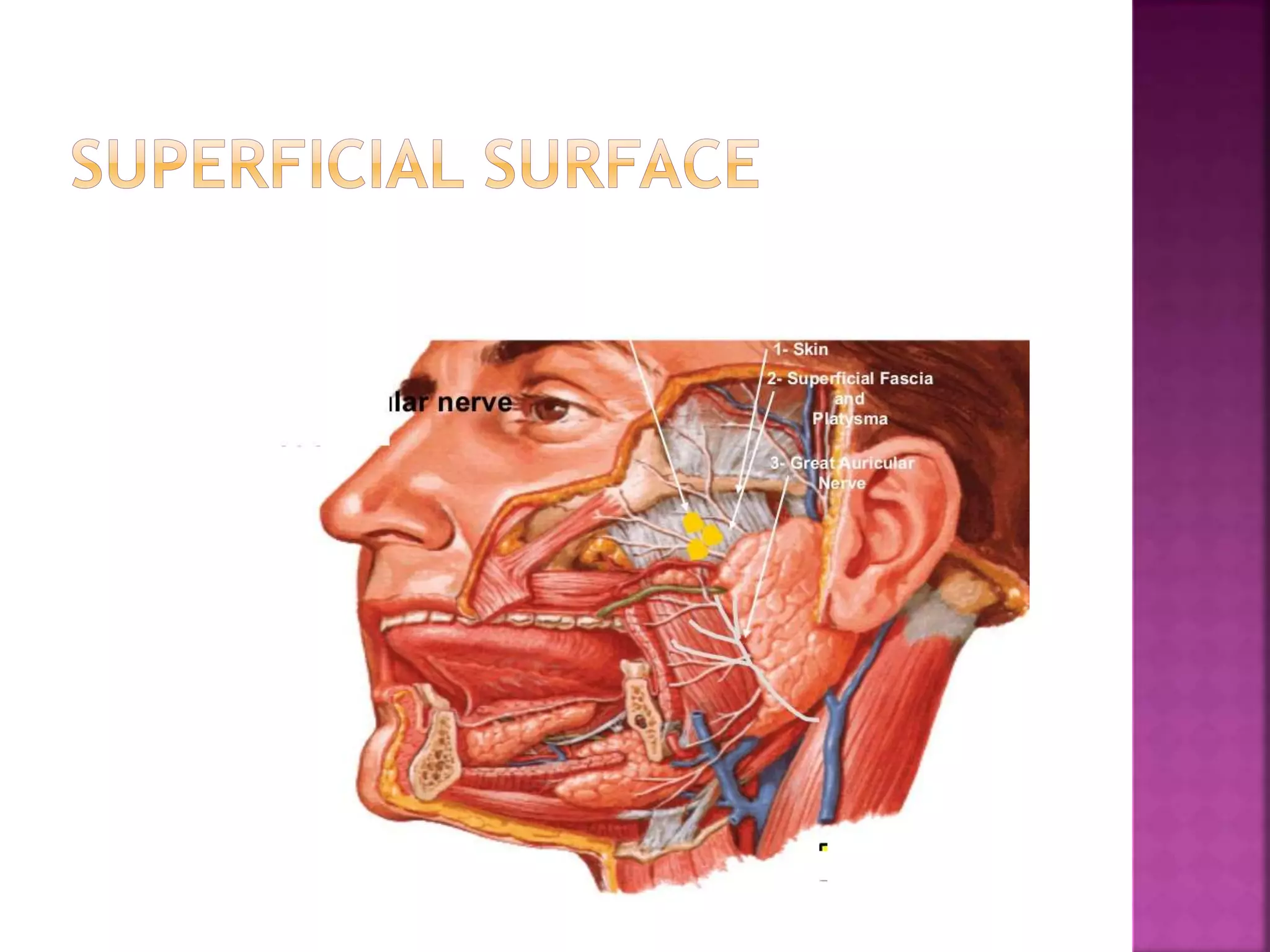 Parotid Gland.pptx