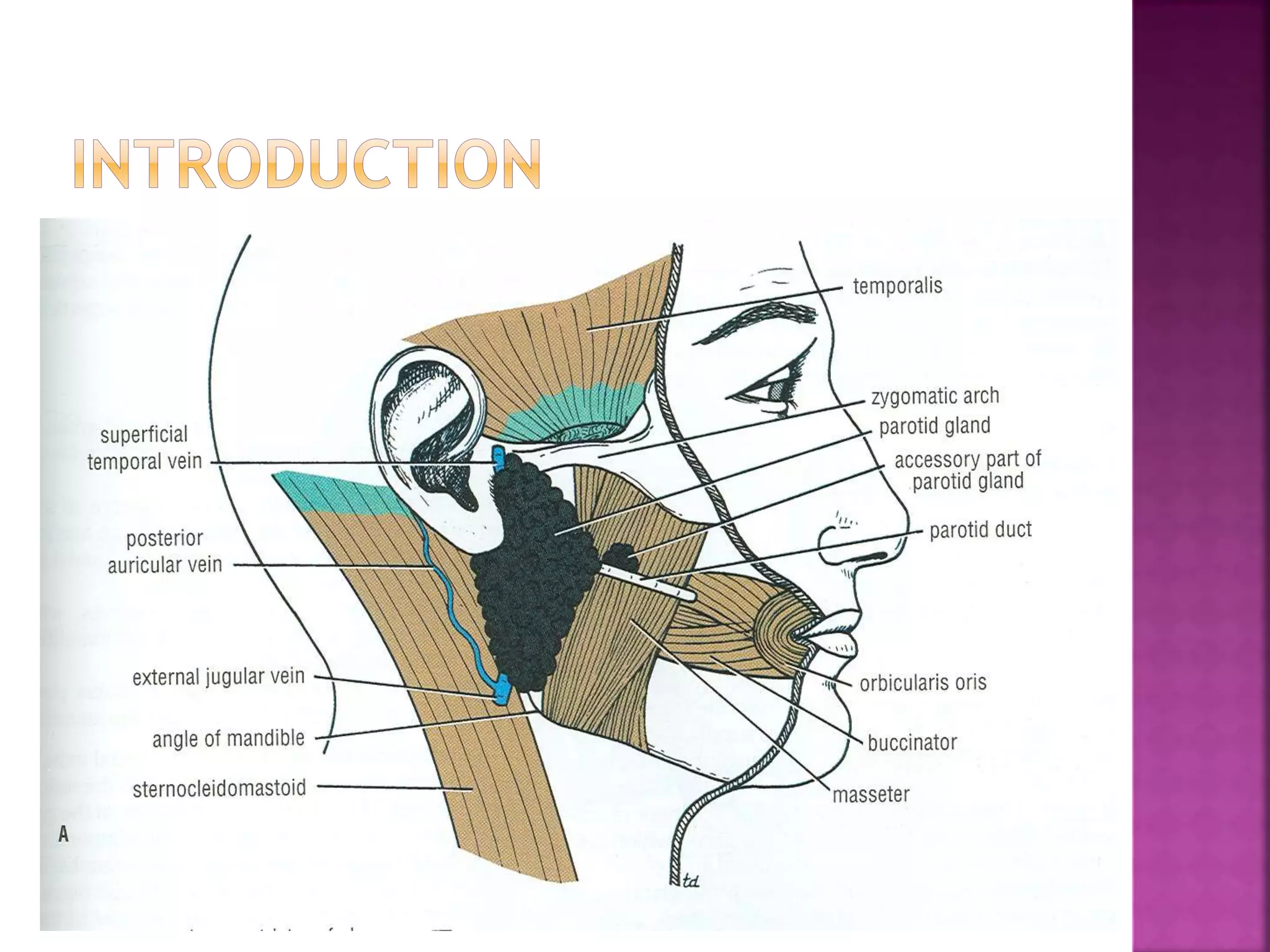 Parotid Gland.pptx