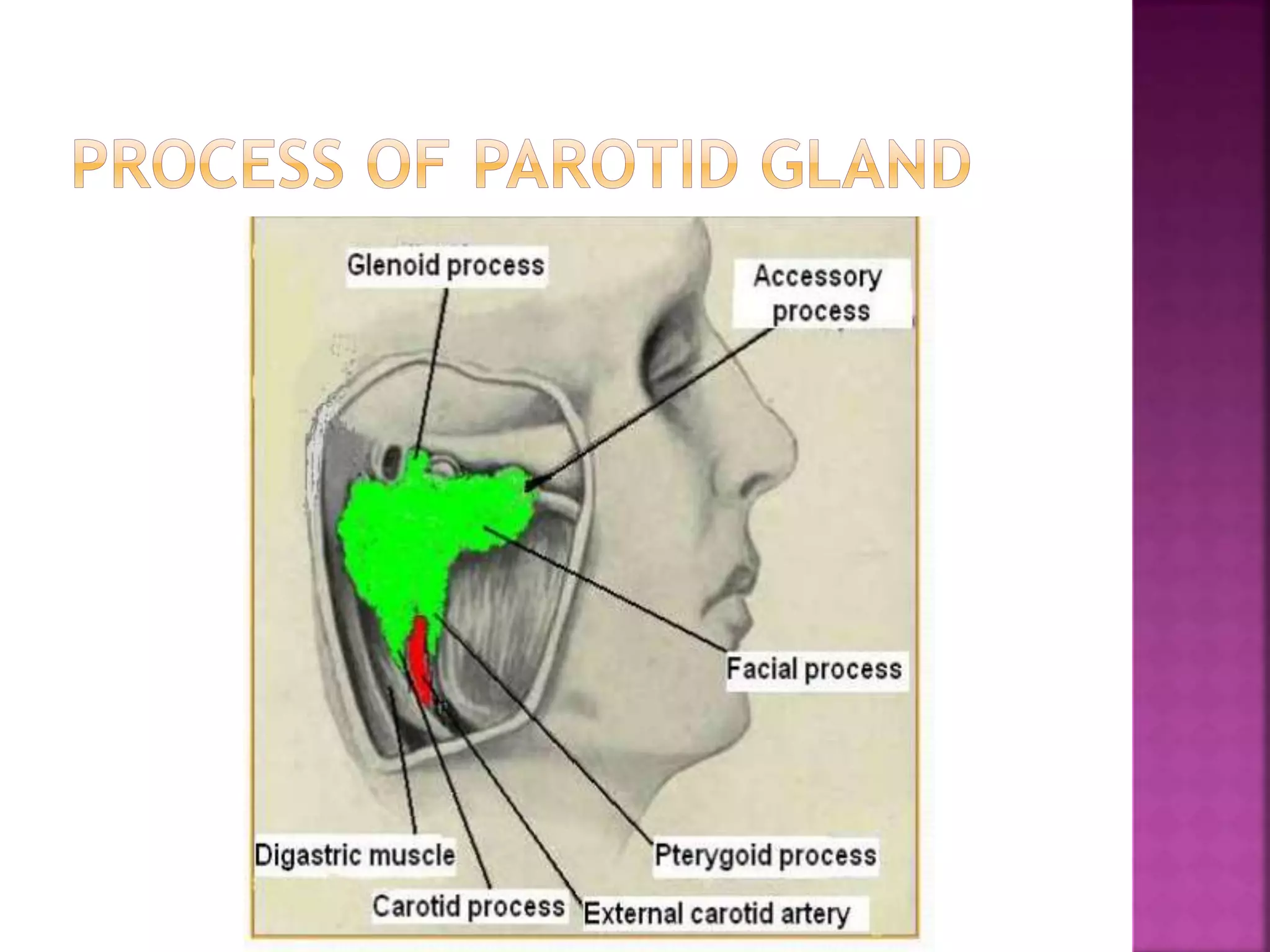 Parotid Gland.pptx