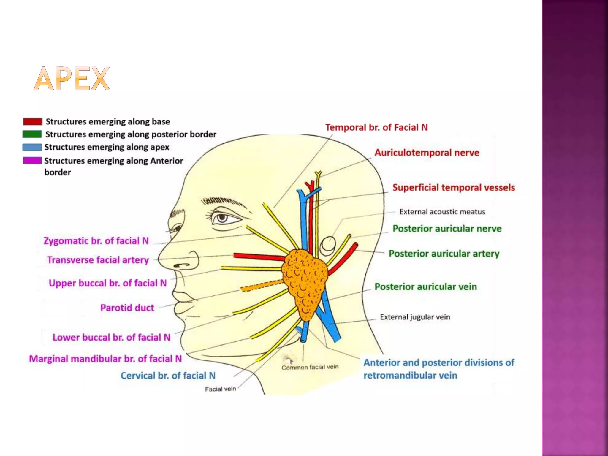 Parotid Gland.pptx