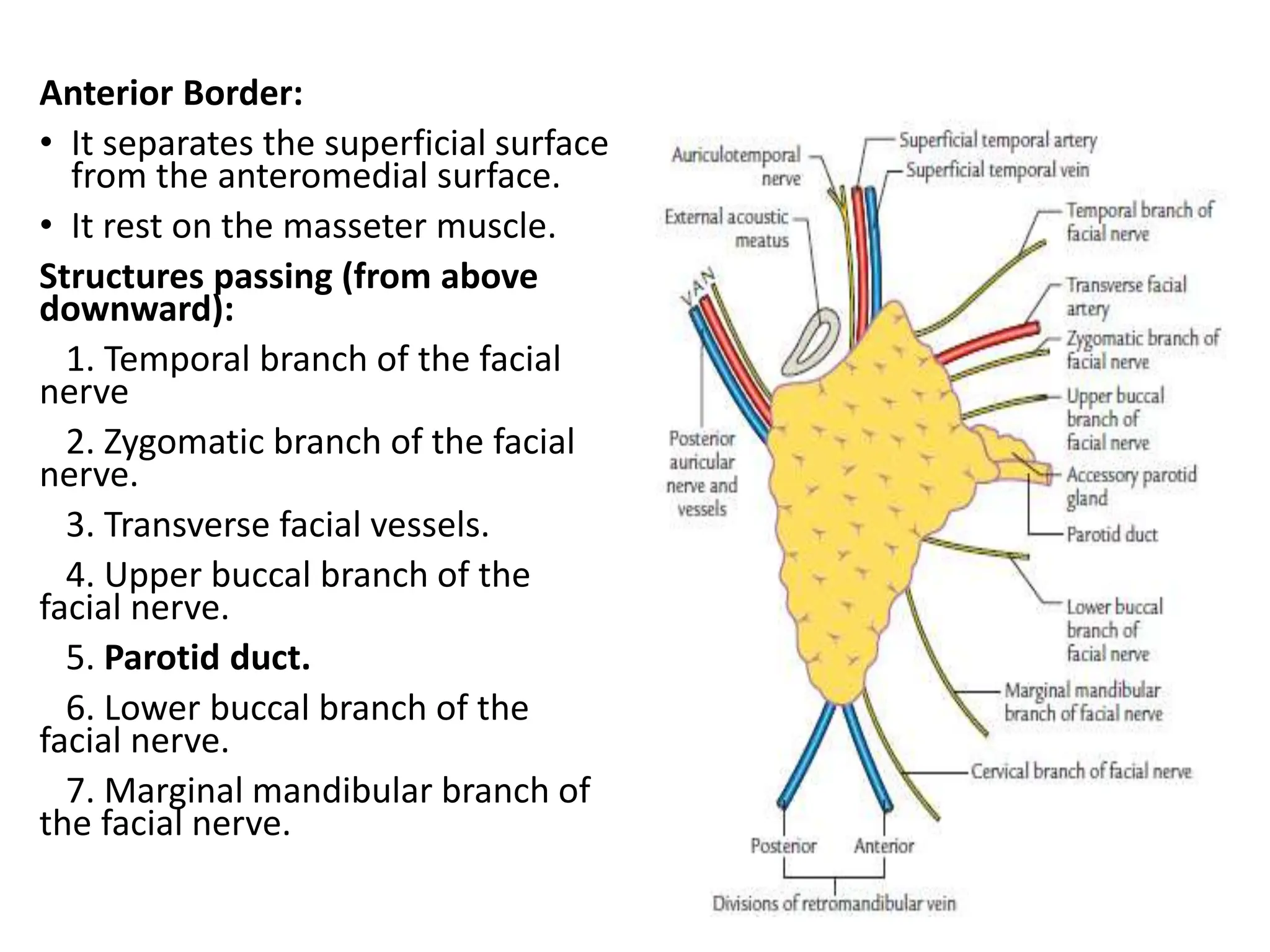 Parotid gland and its anatomy;blood supply;nerve supply; anomalies | PPTX