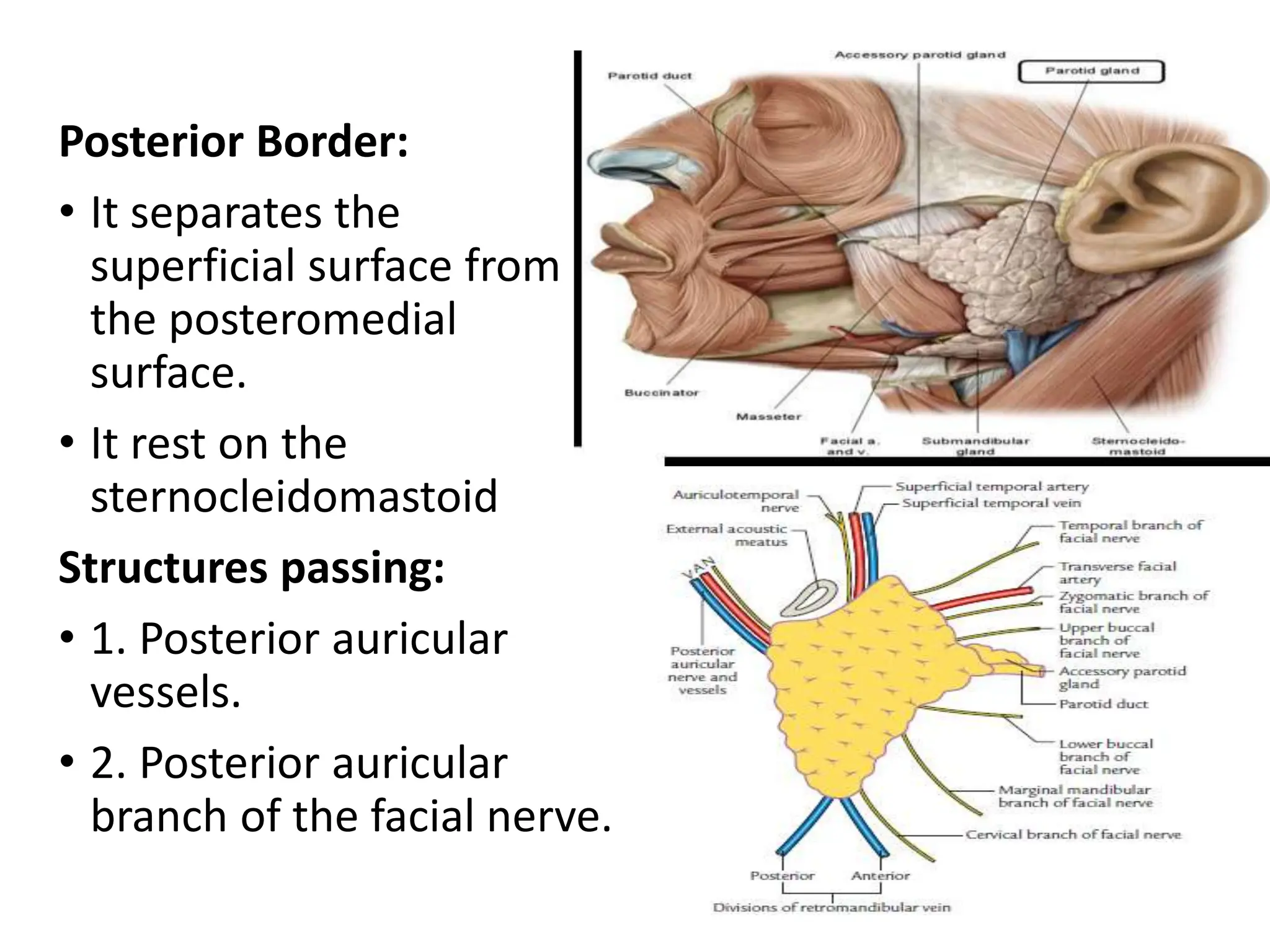 Parotid gland and its anatomy;blood supply;nerve supply; anomalies | PPTX